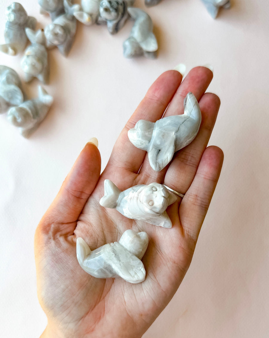 Animals – Whimsy + Wellness