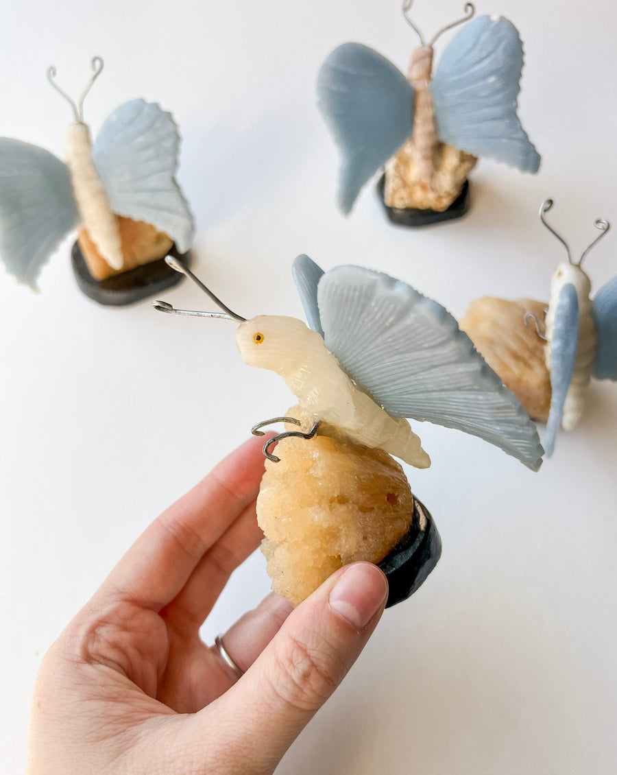 Animals – Whimsy + Wellness