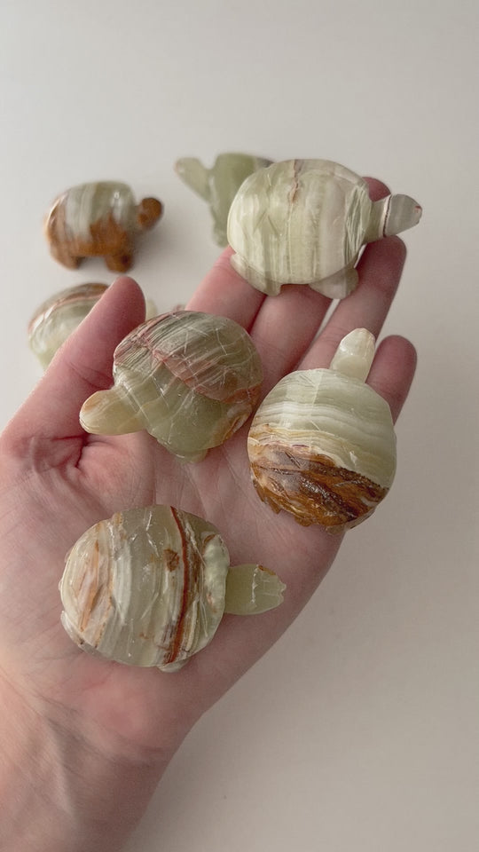 Animals – Whimsy + Wellness